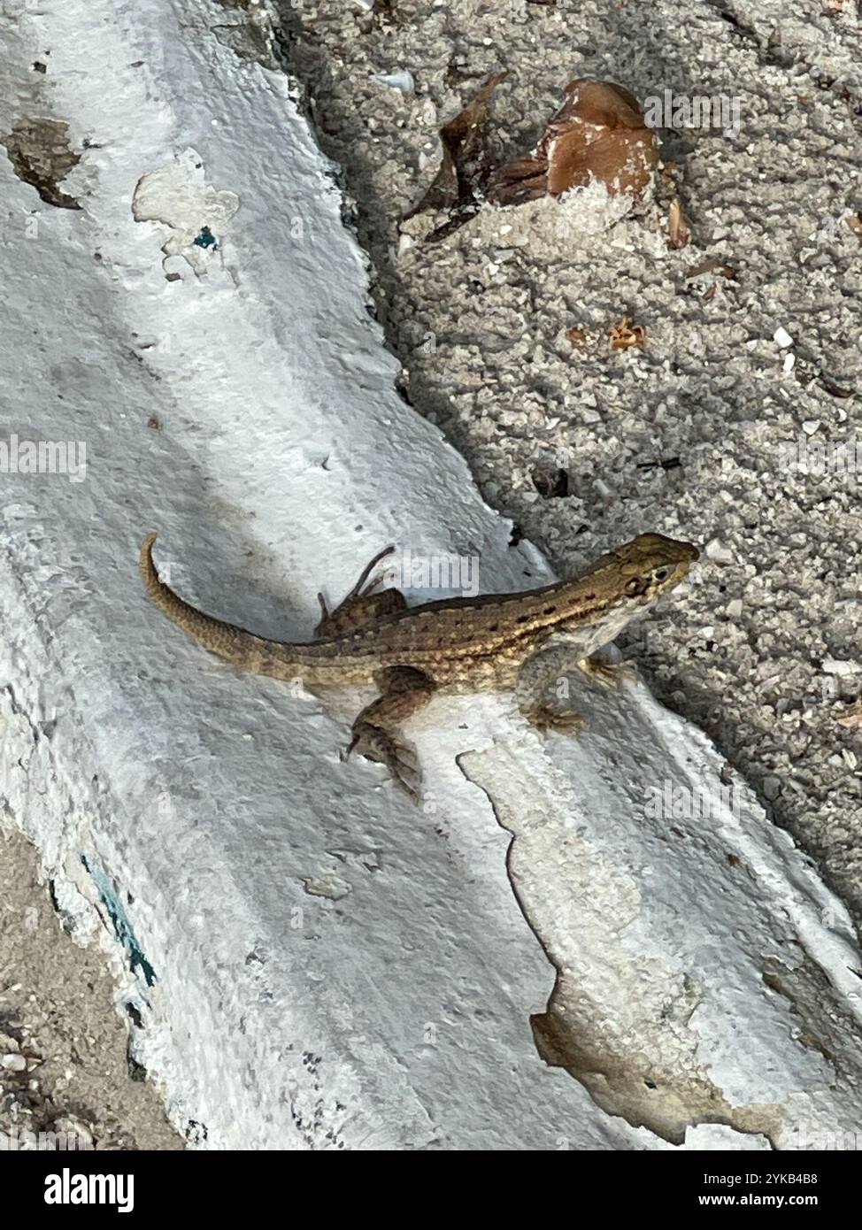 Northern Curly-tailed Lizard (Leiocephalus carinatus Stock Photo - Alamy