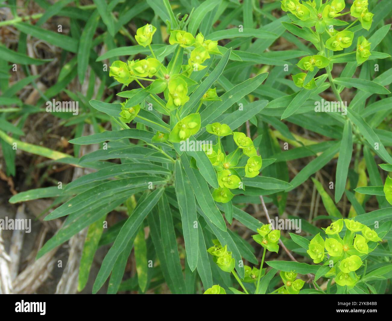 Slender Leafy Spurge (Euphorbia virgata Stock Photo - Alamy