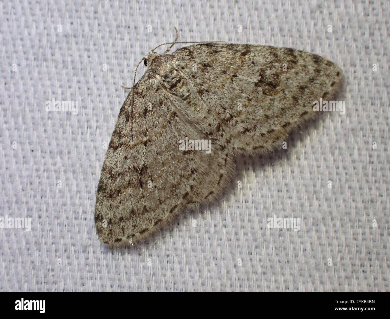 Pearsall's Carpet Moth (Venusia pearsalli Stock Photo - Alamy