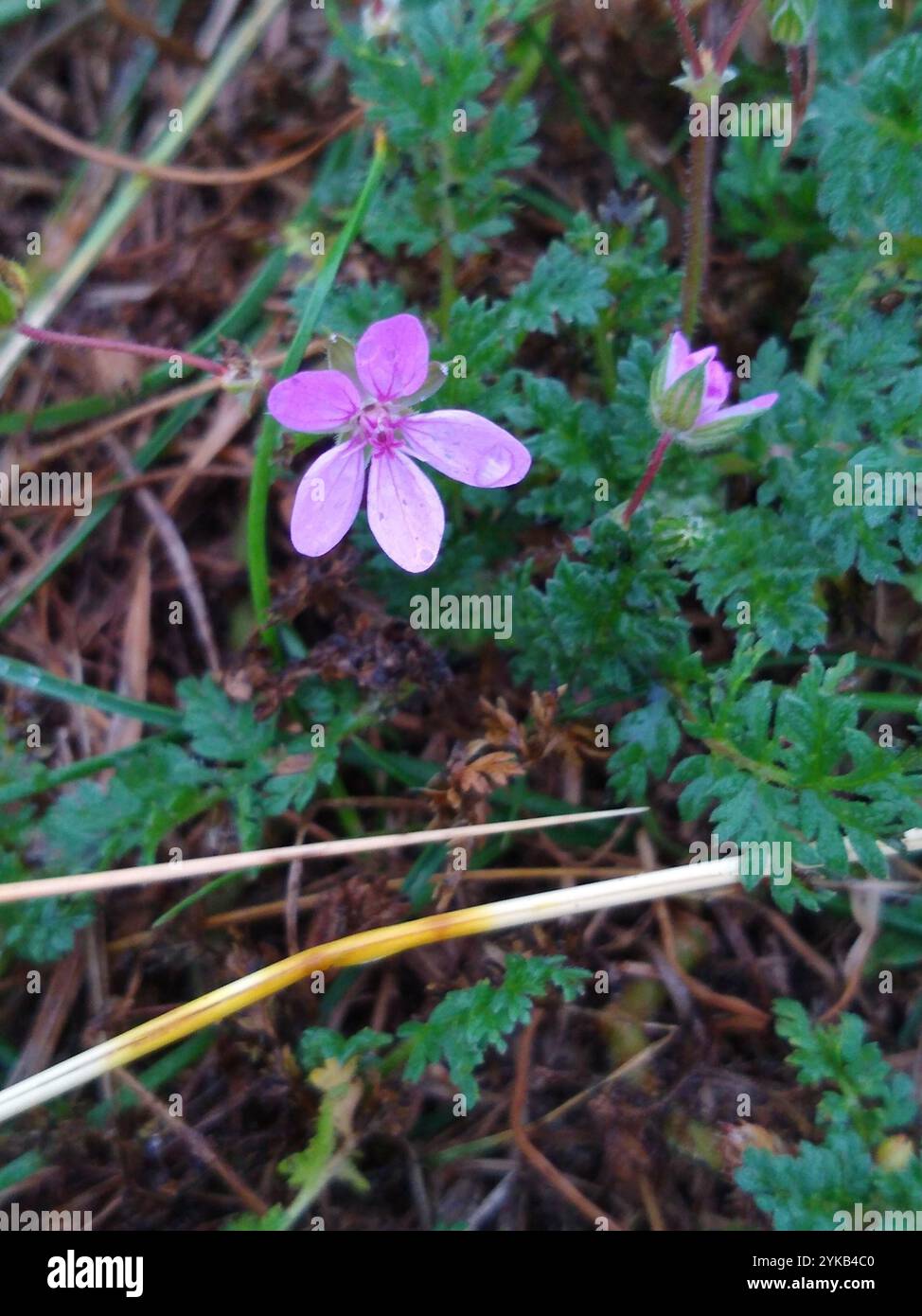 Redstem Stork's-bill (Erodium cicutarium Stock Photo - Alamy