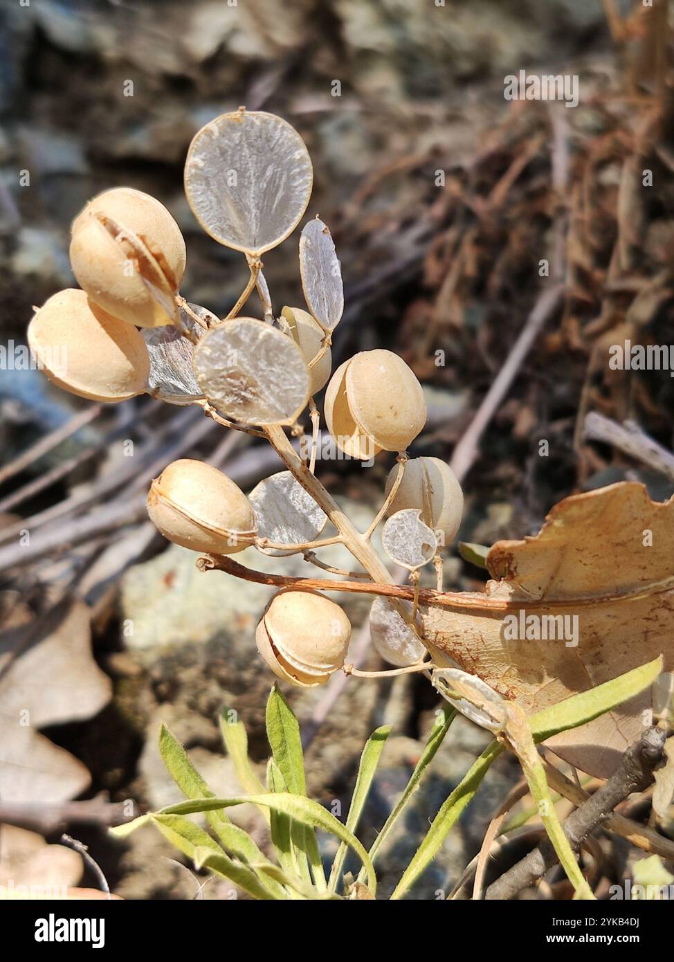 Bladderpod (Alyssoides utriculata Stock Photo - Alamy