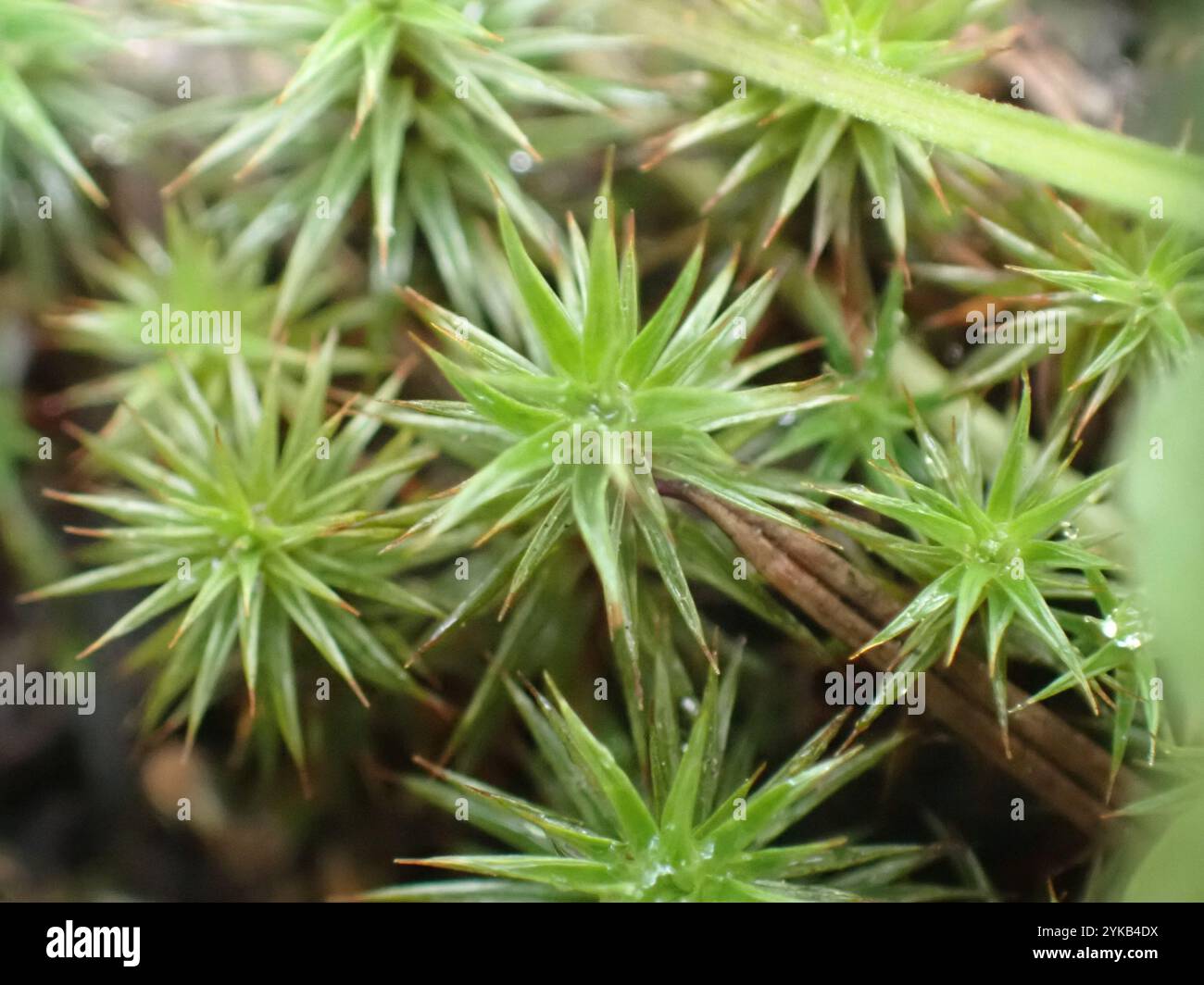juniper haircap moss (Polytrichum juniperinum Stock Photo - Alamy