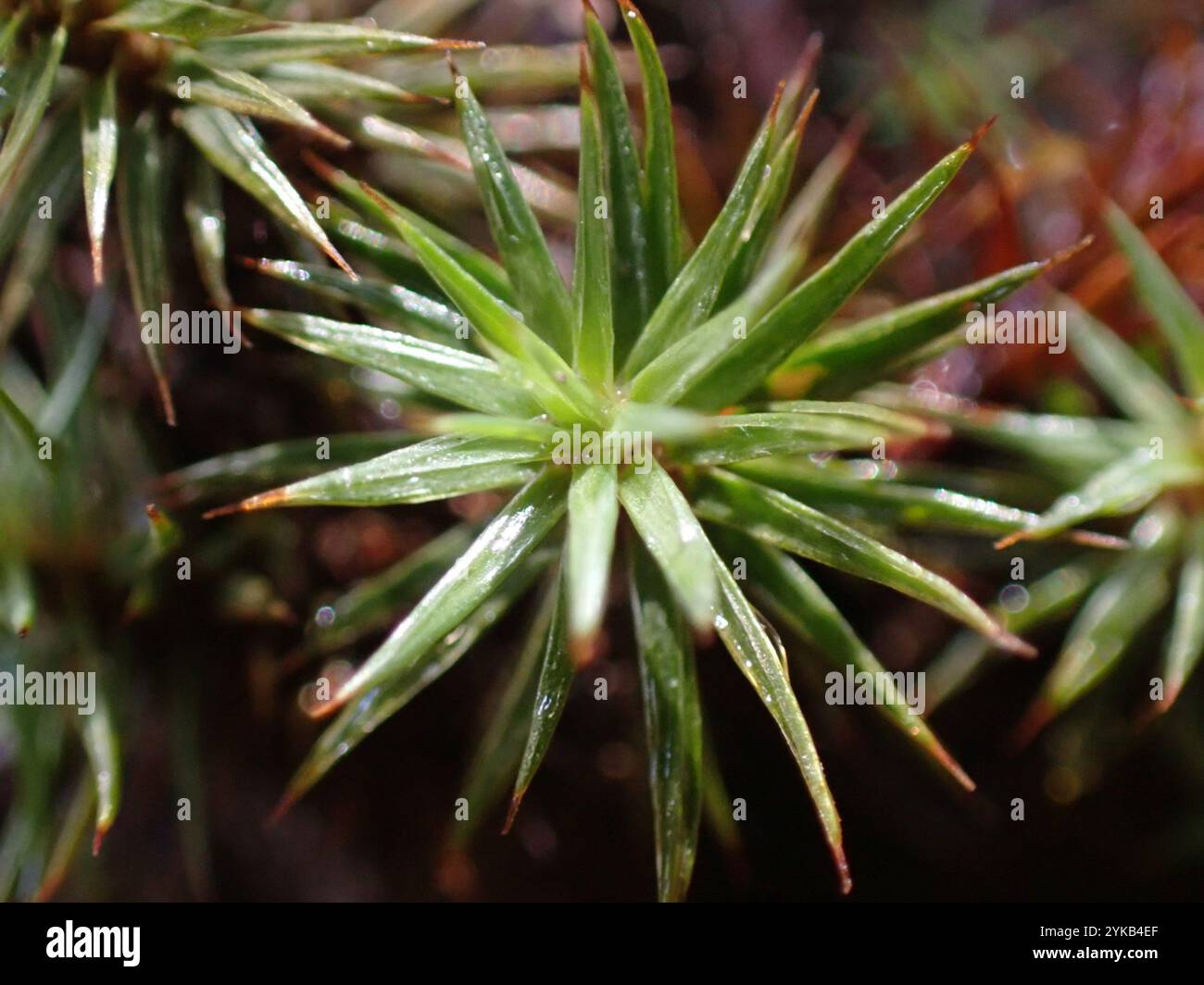 juniper haircap moss (Polytrichum juniperinum Stock Photo - Alamy