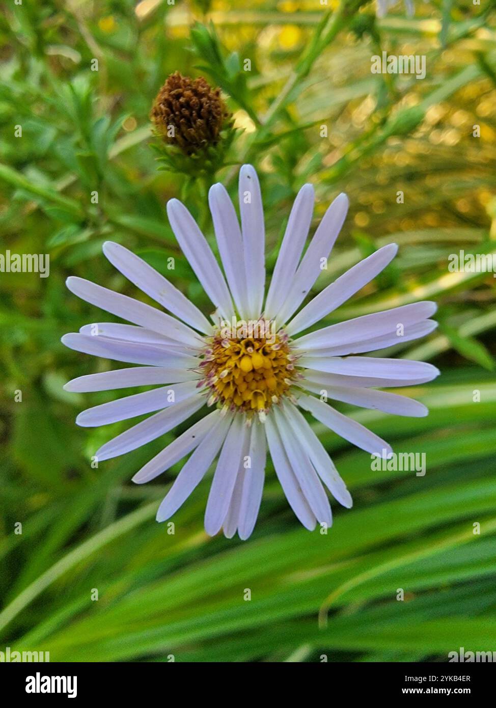 swamp aster (Symphyotrichum puniceum Stock Photo - Alamy