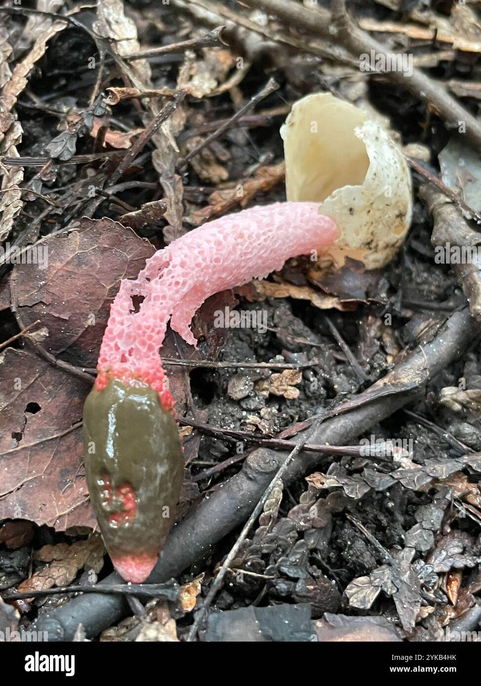 red stinkhorn (Mutinus ravenelii Stock Photo - Alamy