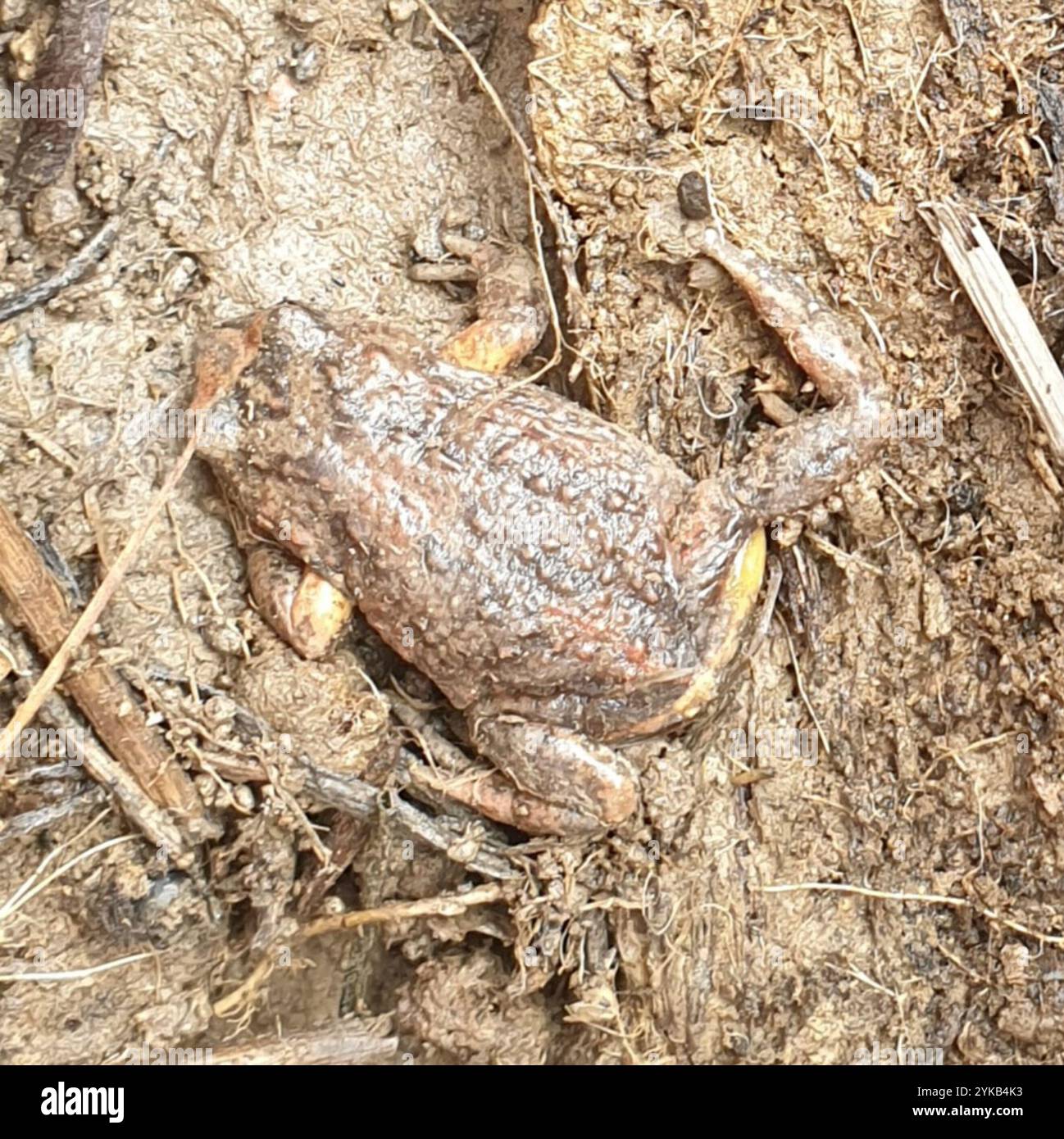 Brood frog hi-res stock photography and images - Alamy