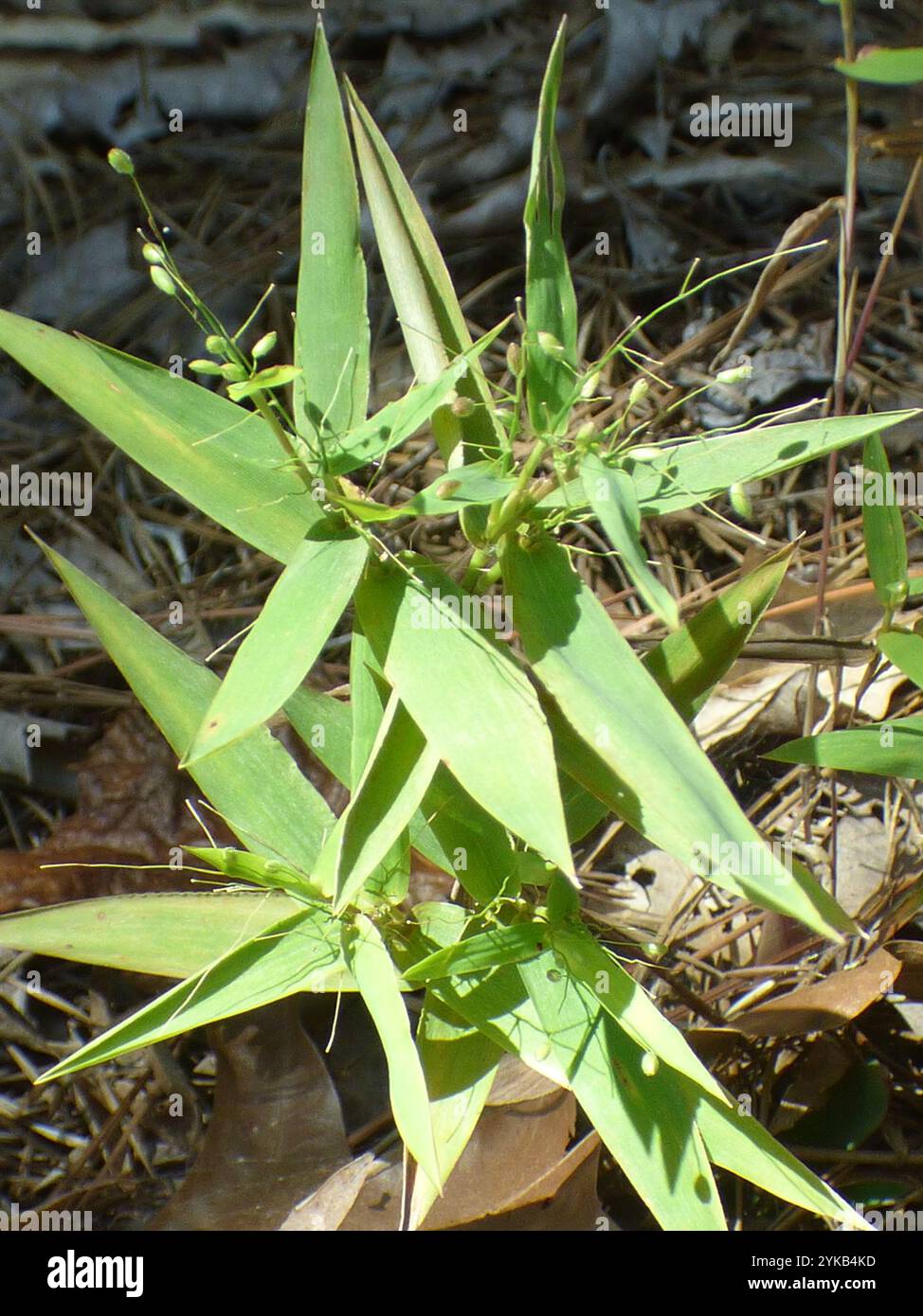 variable witchgrass (Dichanthelium commutatum Stock Photo - Alamy