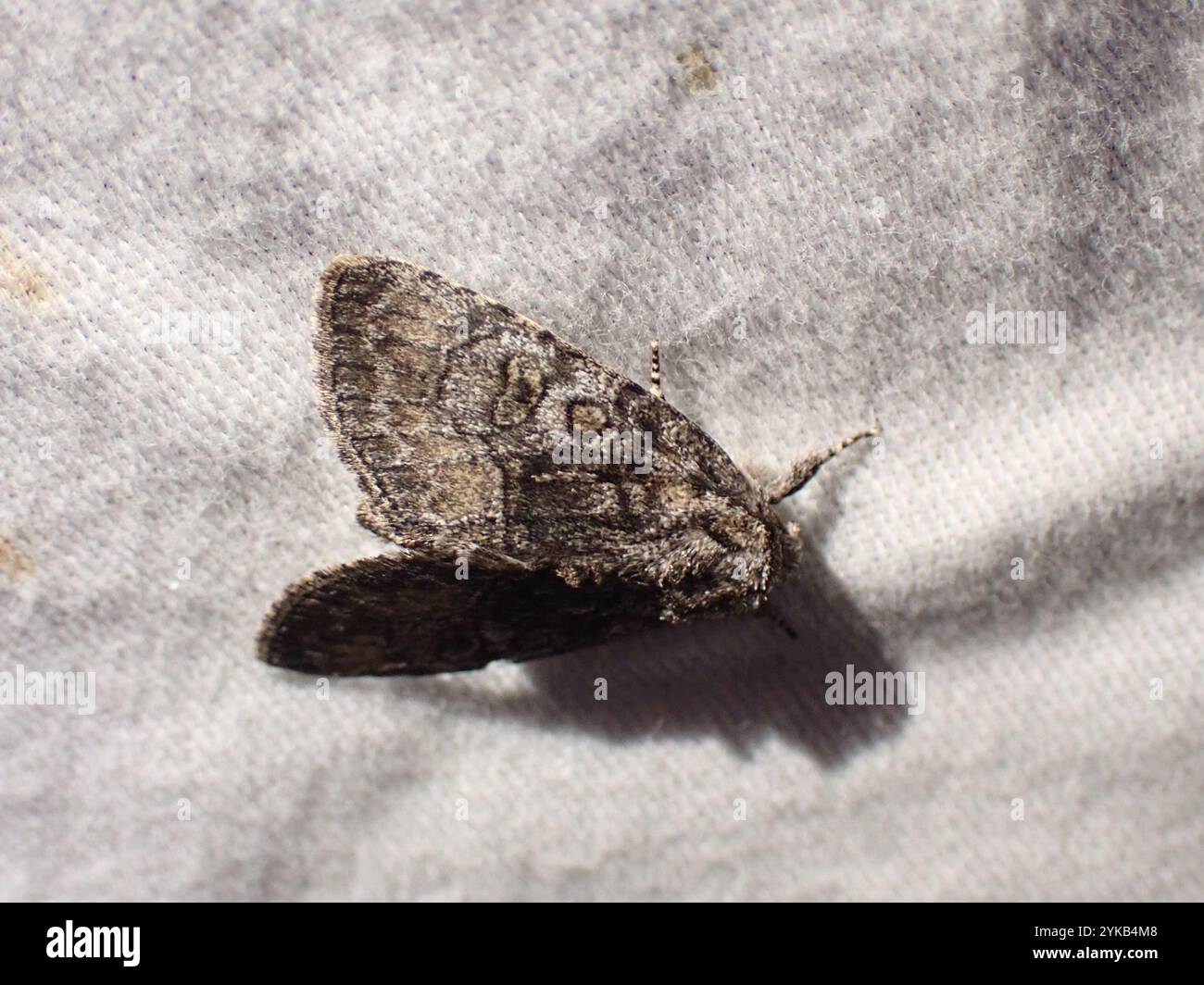 Brother Moth (Raphia frater Stock Photo - Alamy