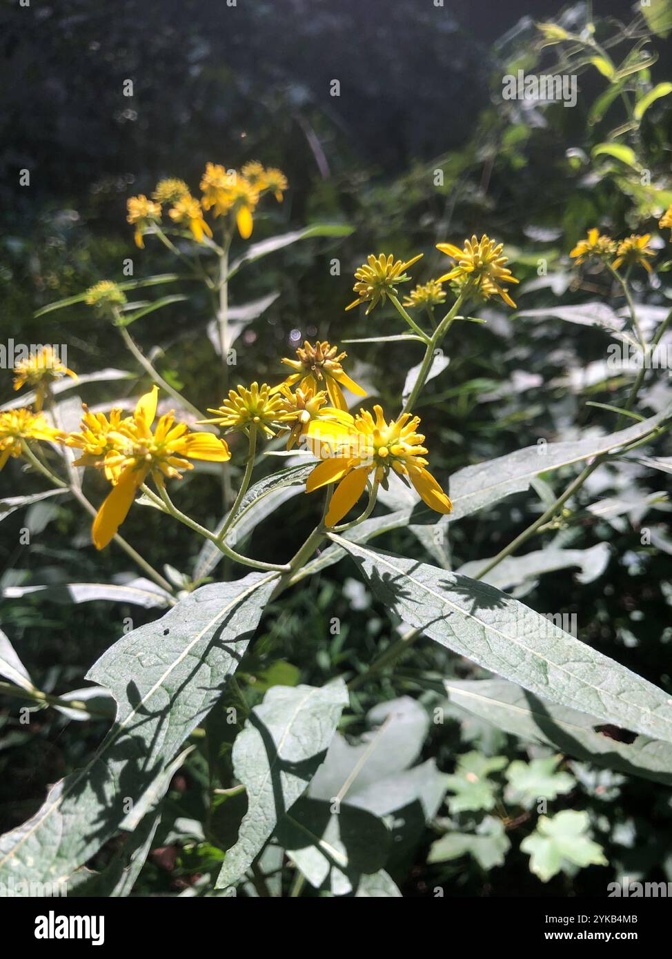 Wingstem (Verbesina alternifolia Stock Photo - Alamy
