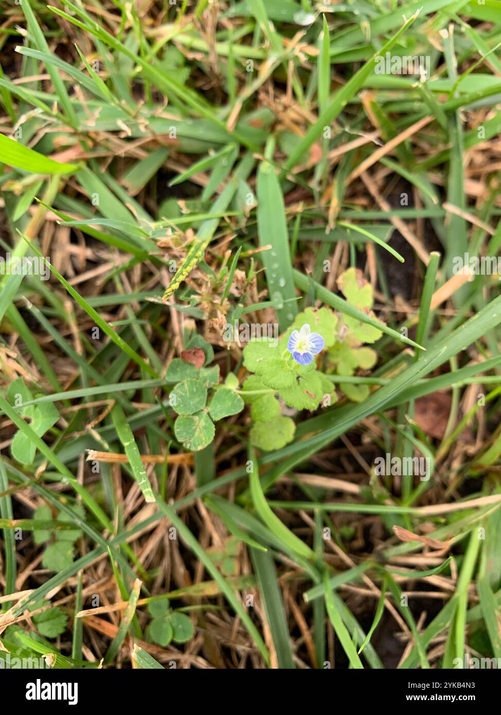 bird's-eye speedwell (Veronica persica Stock Photo - Alamy