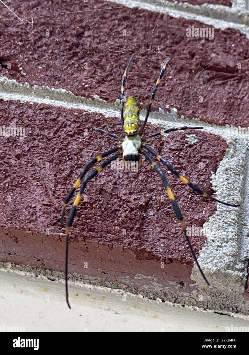 Joro Spider (Trichonephila clavata Stock Photo - Alamy