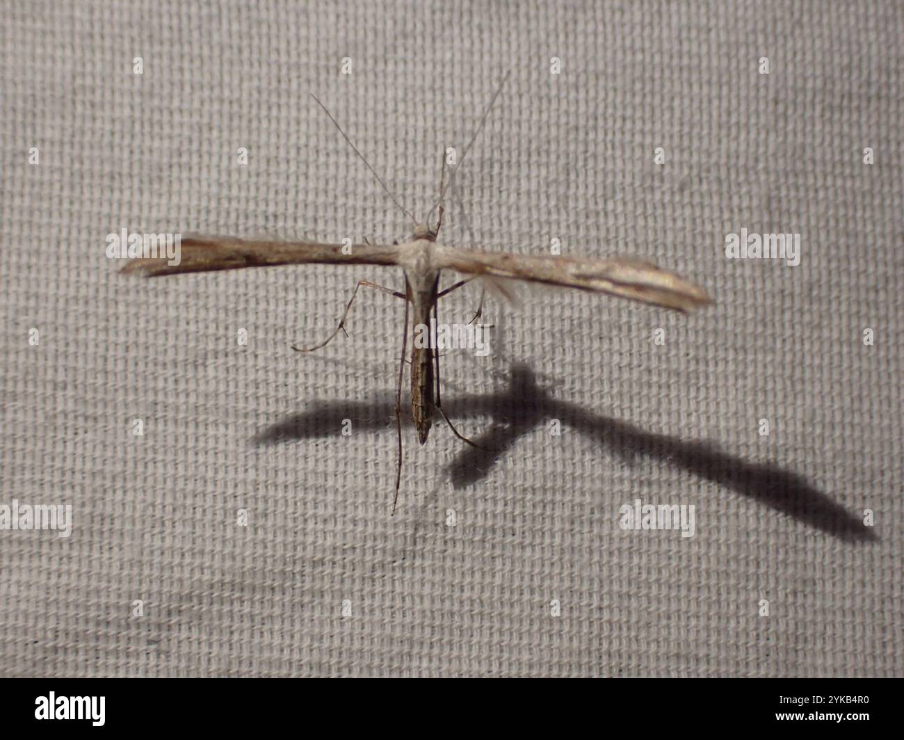 Plume Moths (Pterophoridae Stock Photo - Alamy