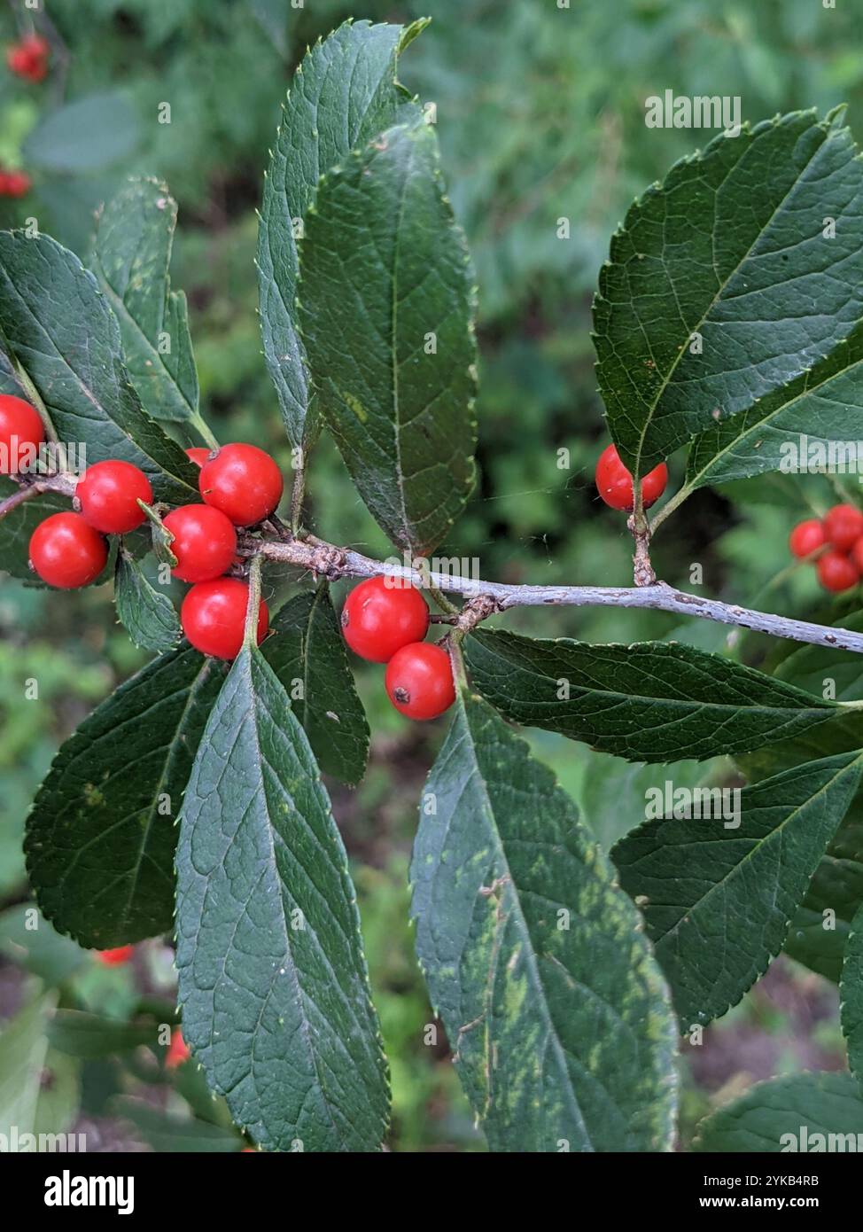 winterberry holly (Ilex verticillata Stock Photo - Alamy