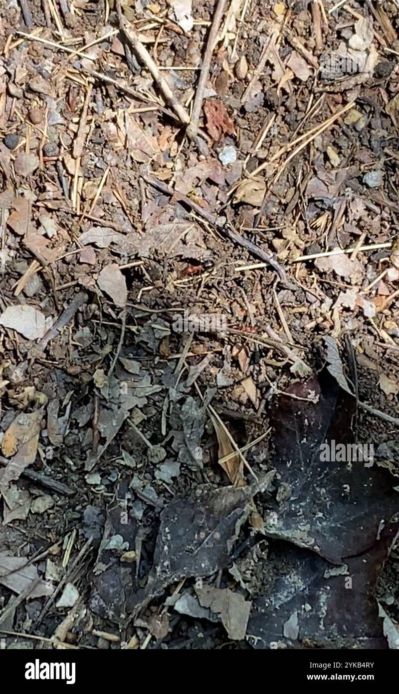 Allegheny Mound Ant (Formica exsectoides Stock Photo - Alamy