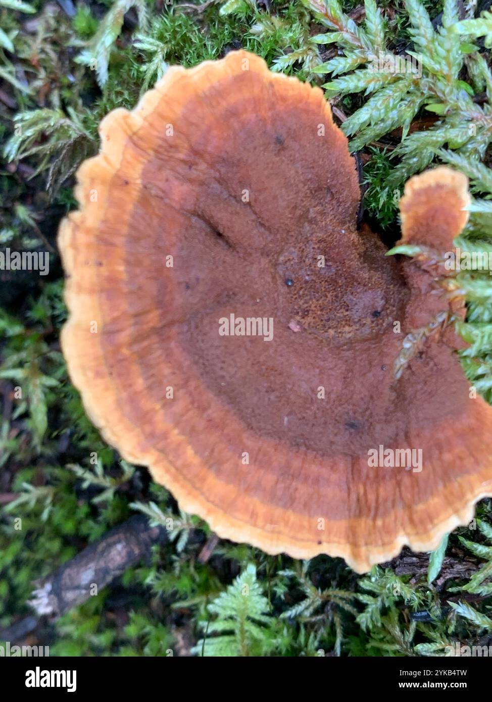 Brown Funnel Polypore (Coltricia perennis Stock Photo - Alamy