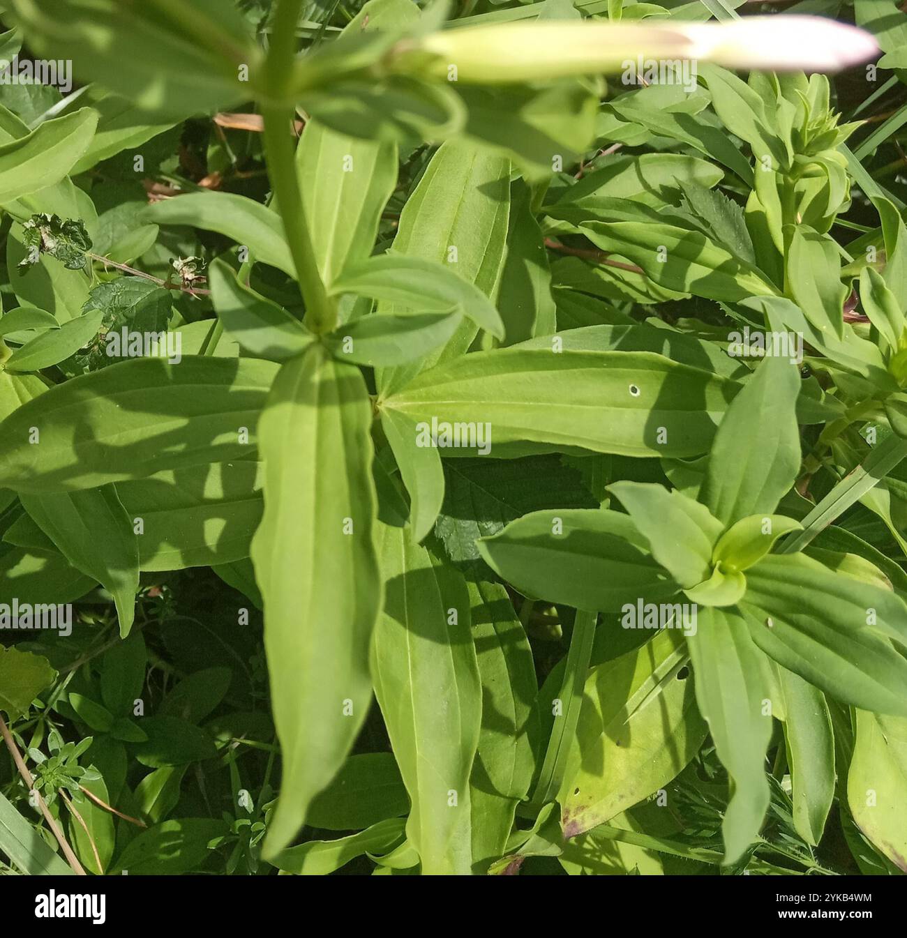 common soapwort (Saponaria officinalis Stock Photo - Alamy