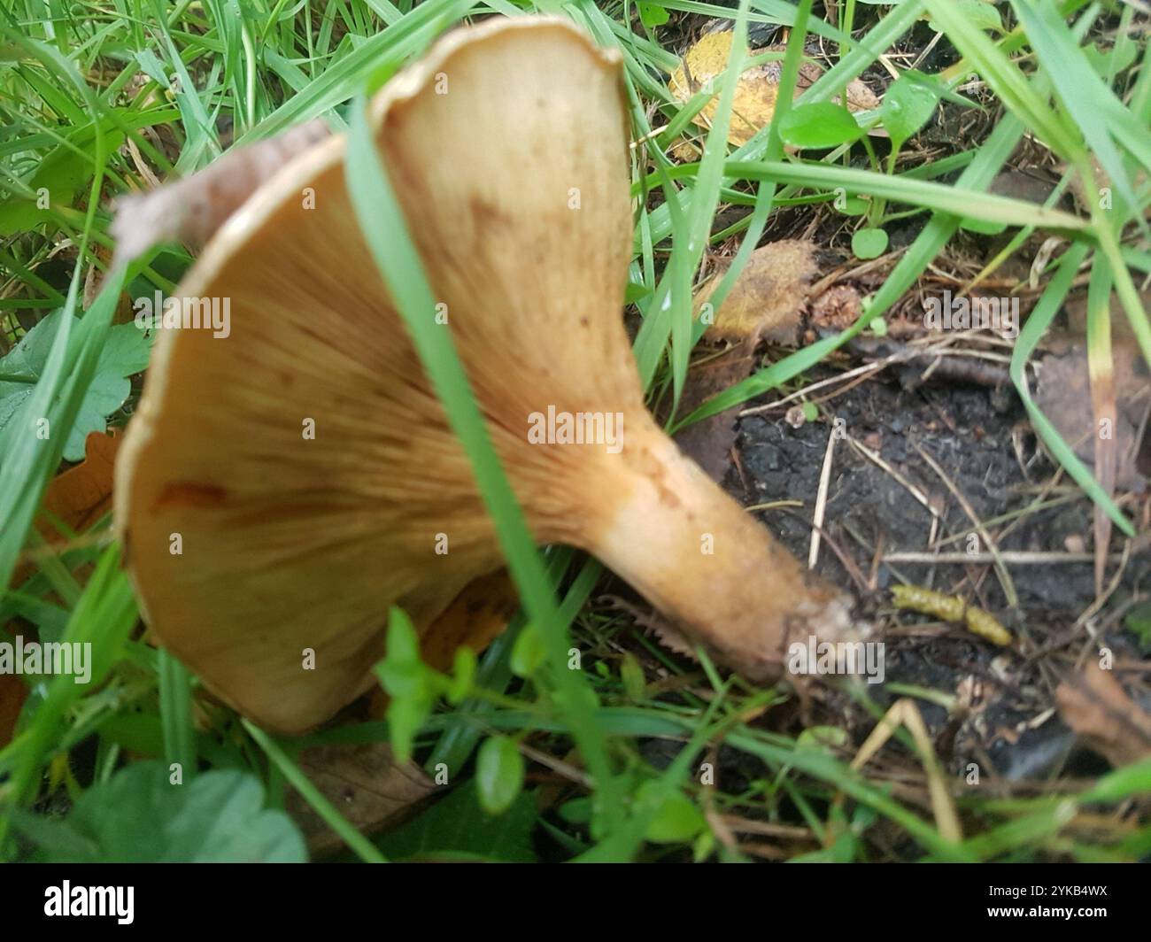 Brown Roll-Rim (Paxillus involutus Stock Photo - Alamy