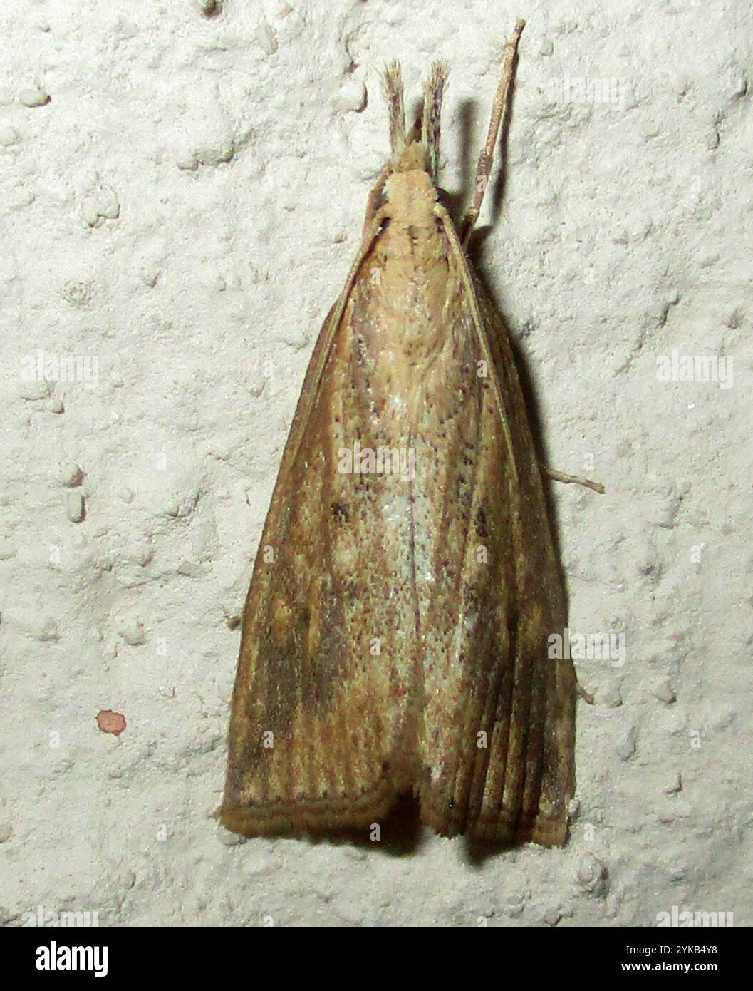 Sorghum Stem Borer (Chilo partellus Stock Photo - Alamy