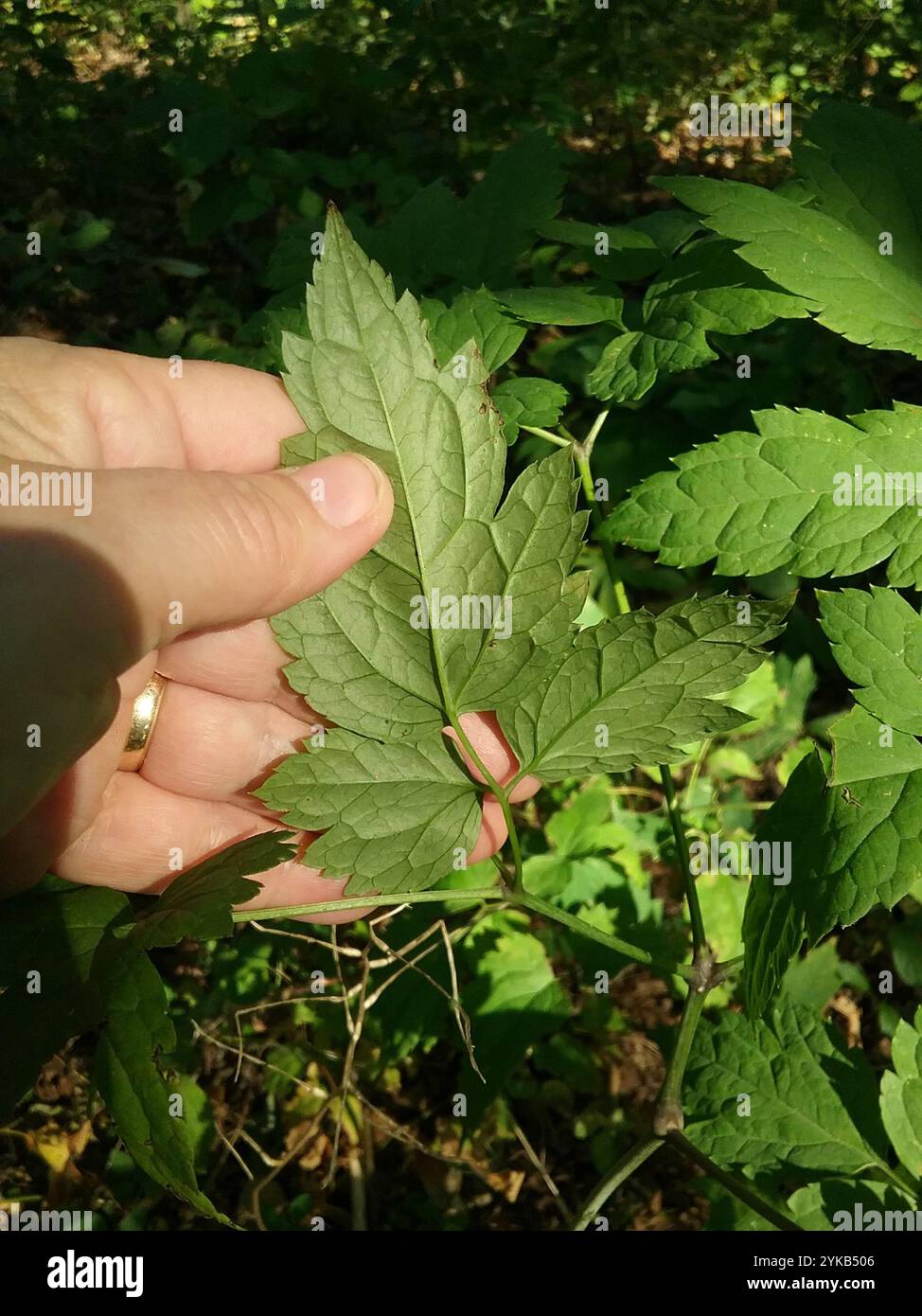White actaea pachypoda hi-res stock photography and images - Alamy