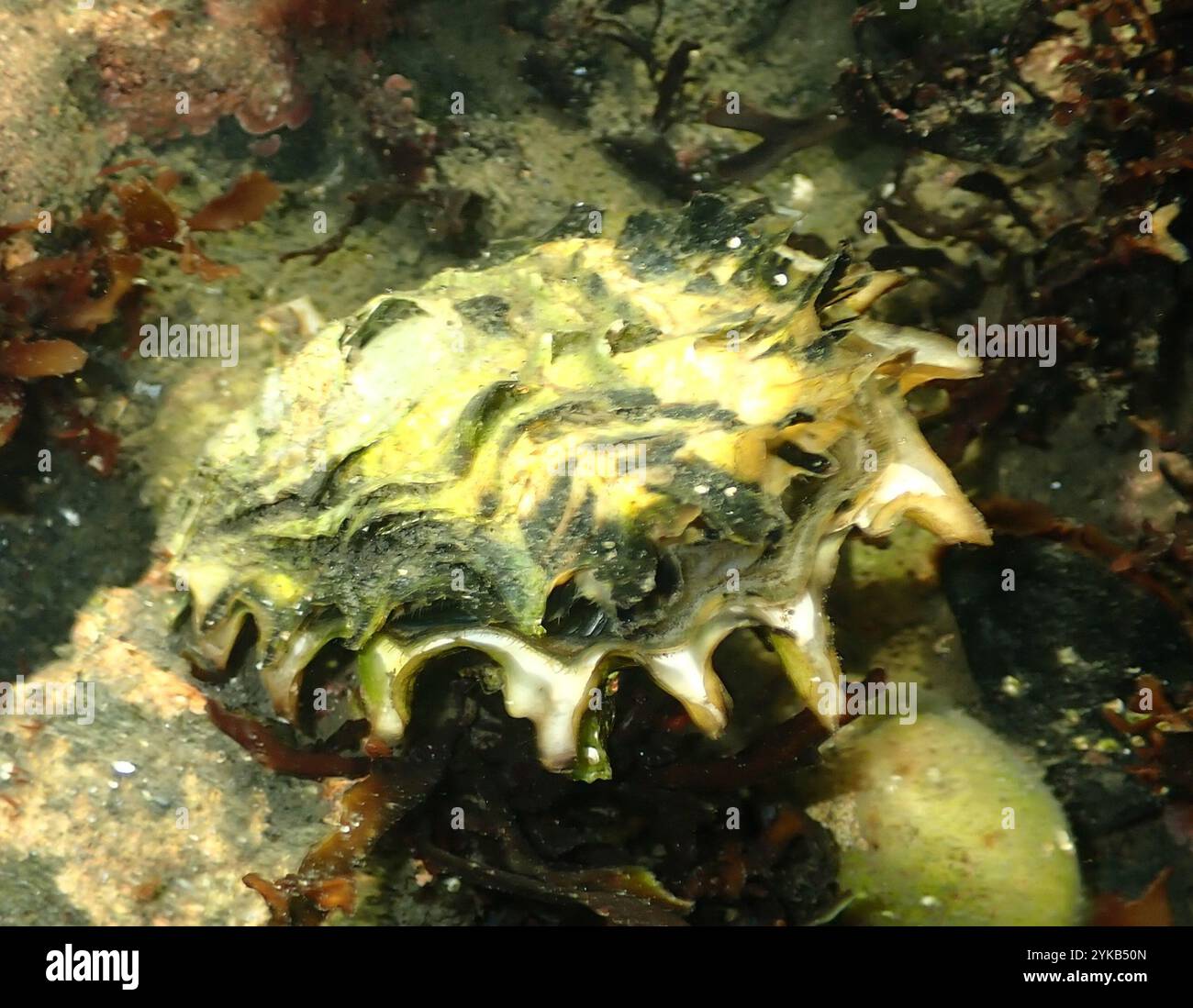 Pacific Oyster (Magallana gigas Stock Photo - Alamy