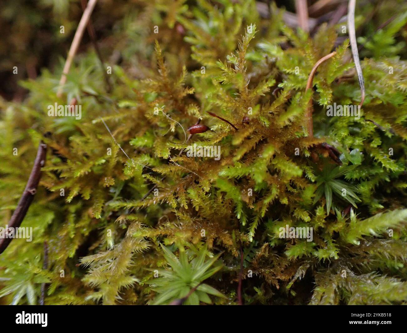 Elegant Beaked Moss (Eurhynchiastrum pulchellum Stock Photo - Alamy