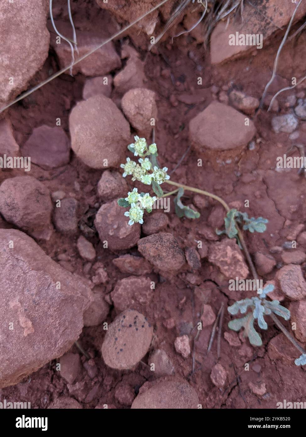 mariola (Parthenium incanum Stock Photo - Alamy