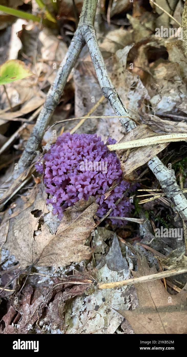 violet coral fungus (Clavaria zollingeri Stock Photo - Alamy