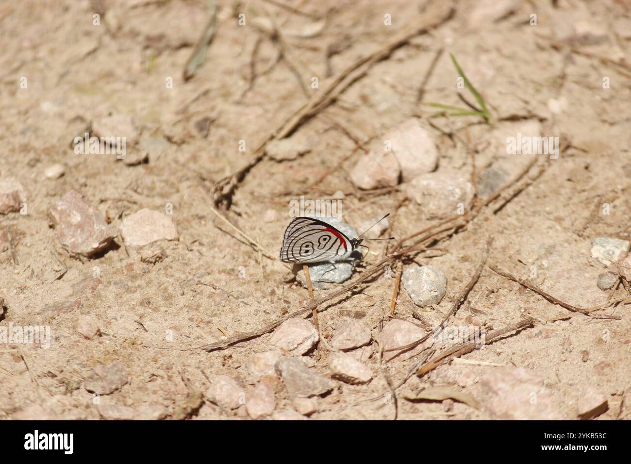 Widespread Eighty-eight (Diaethria clymena Stock Photo - Alamy