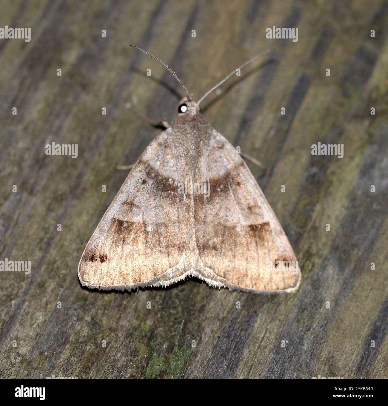 Crassiuscula hi-res stock photography and images - Alamy