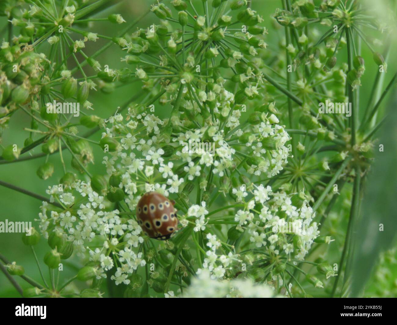 Eye spotted lady beetle hi-res stock photography and images - Alamy