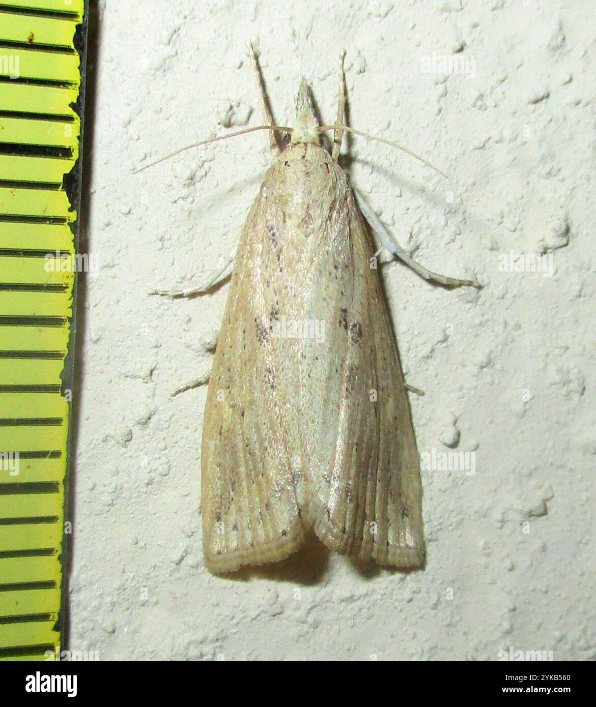 Stem borer hi-res stock photography and images - Alamy