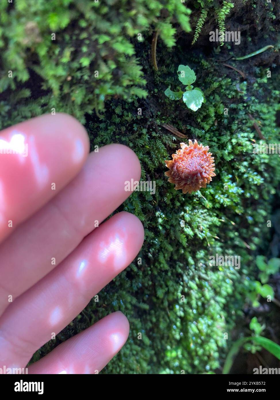 Golden-scruffy Collybia (Cyptotrama asprata Stock Photo - Alamy