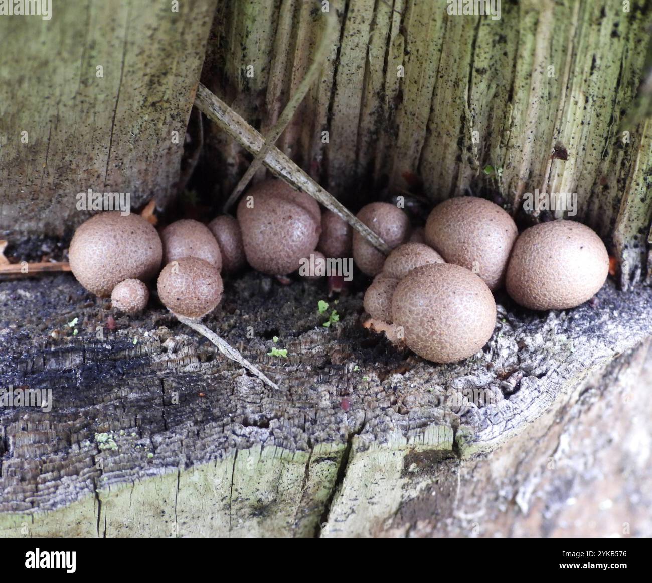 Wolf's Milk (Lycogala epidendrum Stock Photo - Alamy