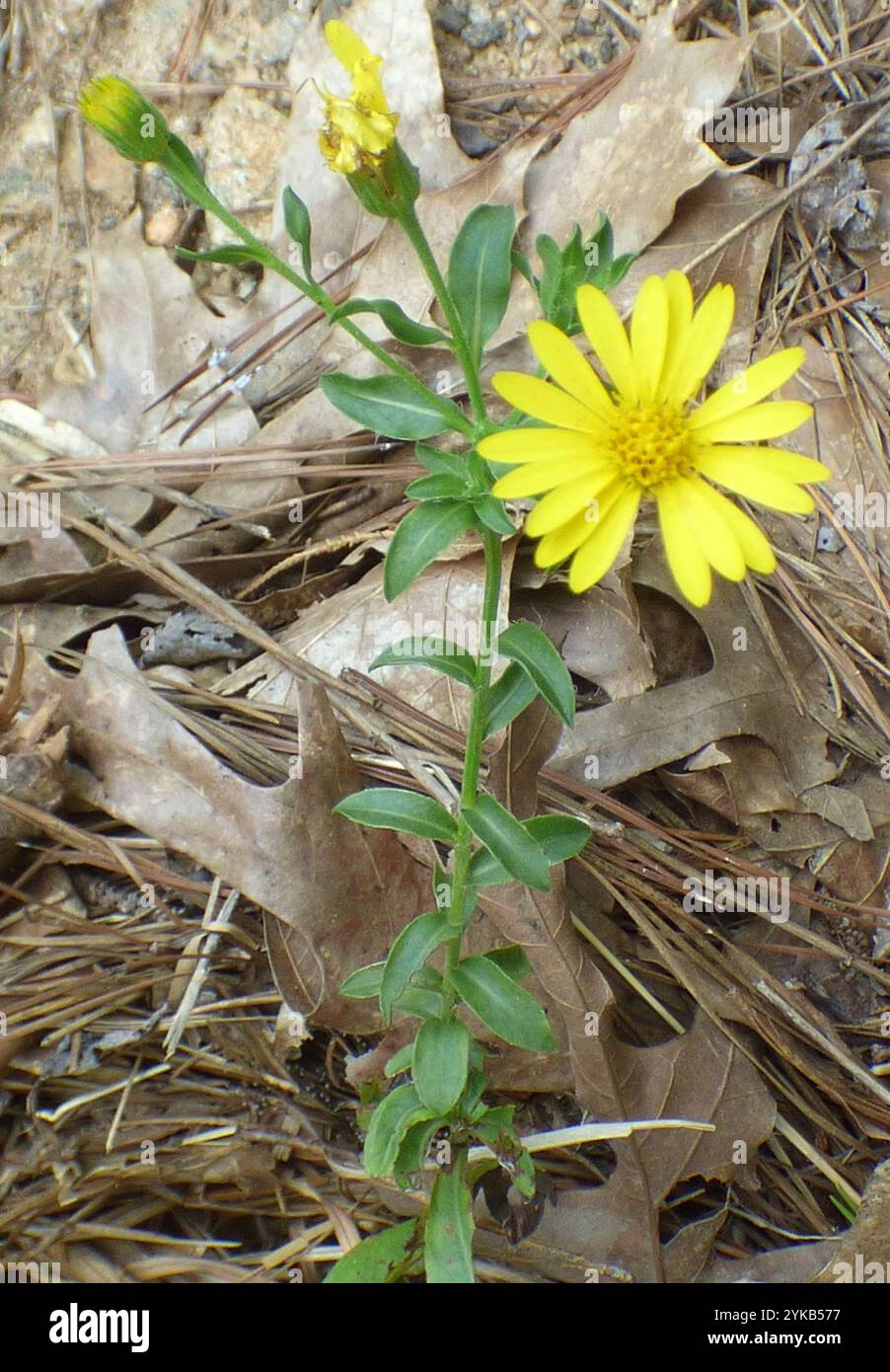 Maryland golden-aster (Chrysopsis mariana Stock Photo - Alamy