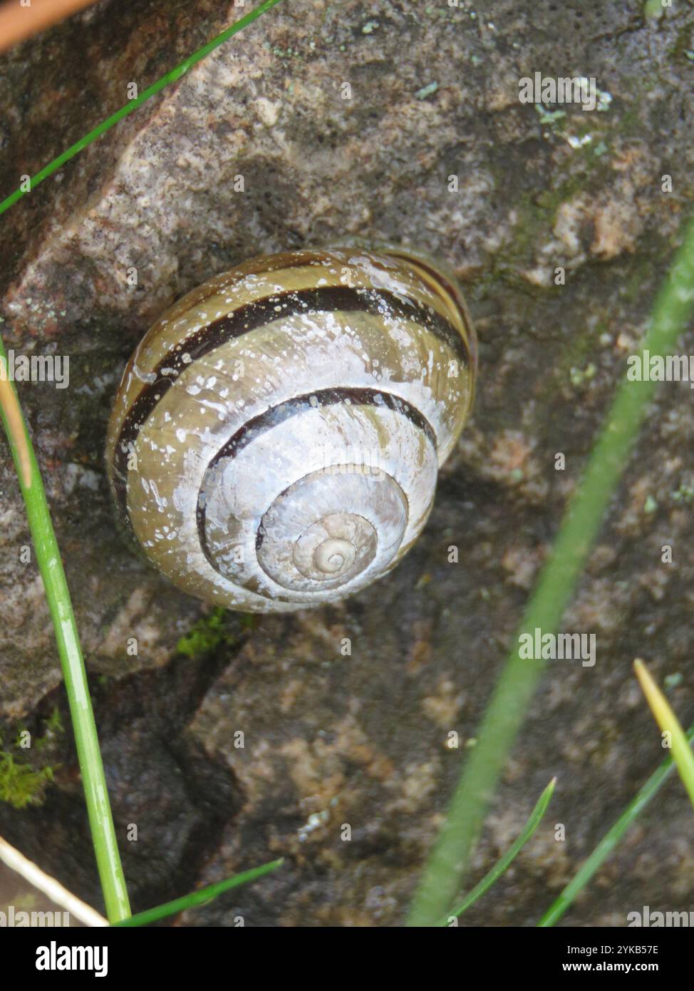 Brown-lipped Snail (Cepaea nemoralis Stock Photo - Alamy