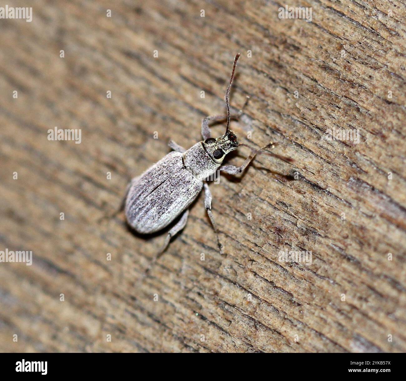 Asian oak weevil hi-res stock photography and images - Alamy