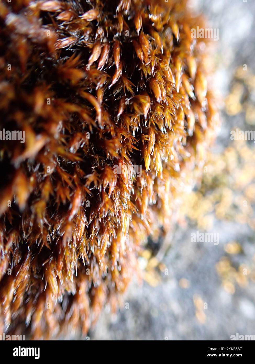 Schistidium papillosum hi-res stock photography and images - Alamy
