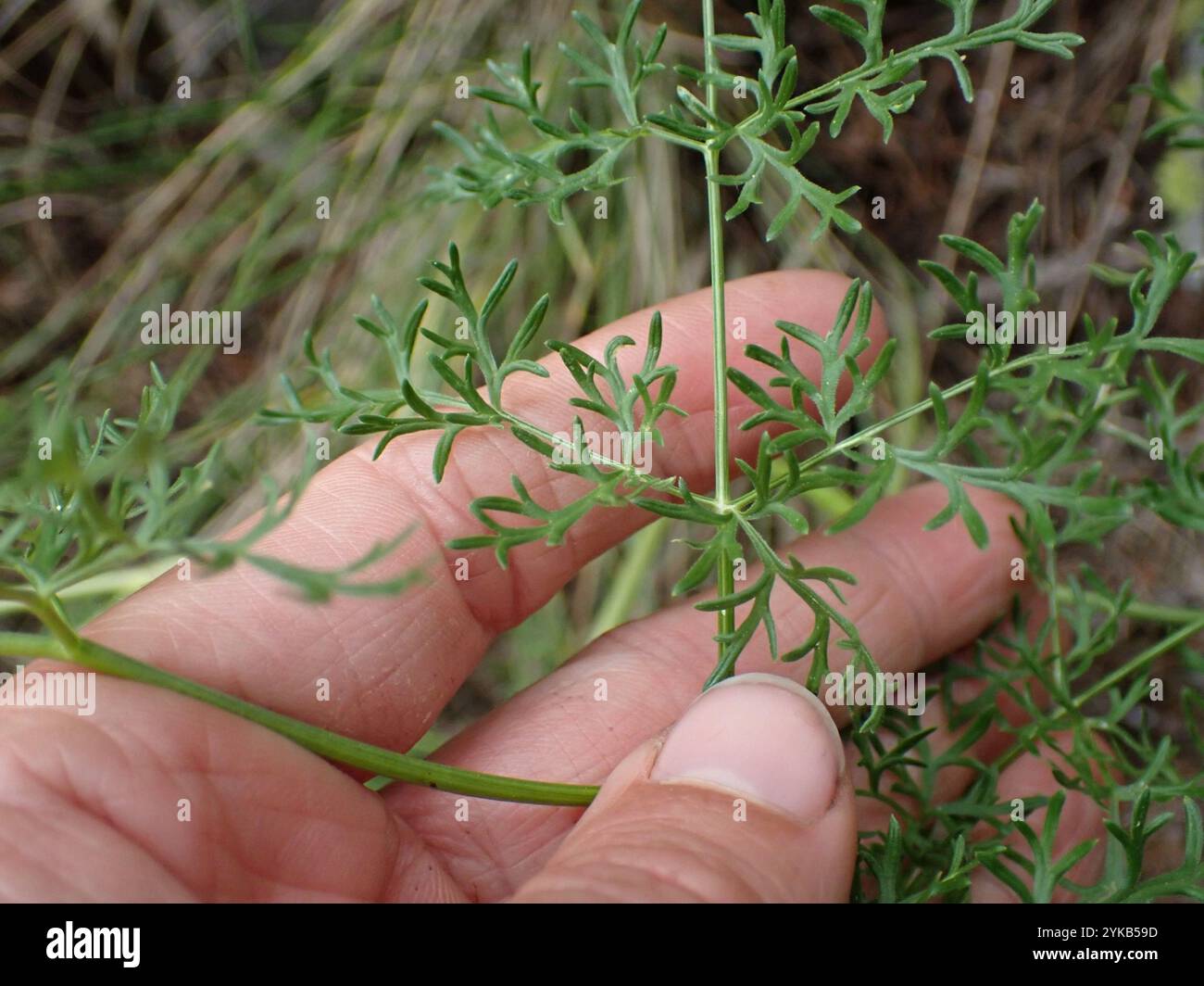 Carrotleaf Biscuitroot (Lomatium multifidum Stock Photo - Alamy