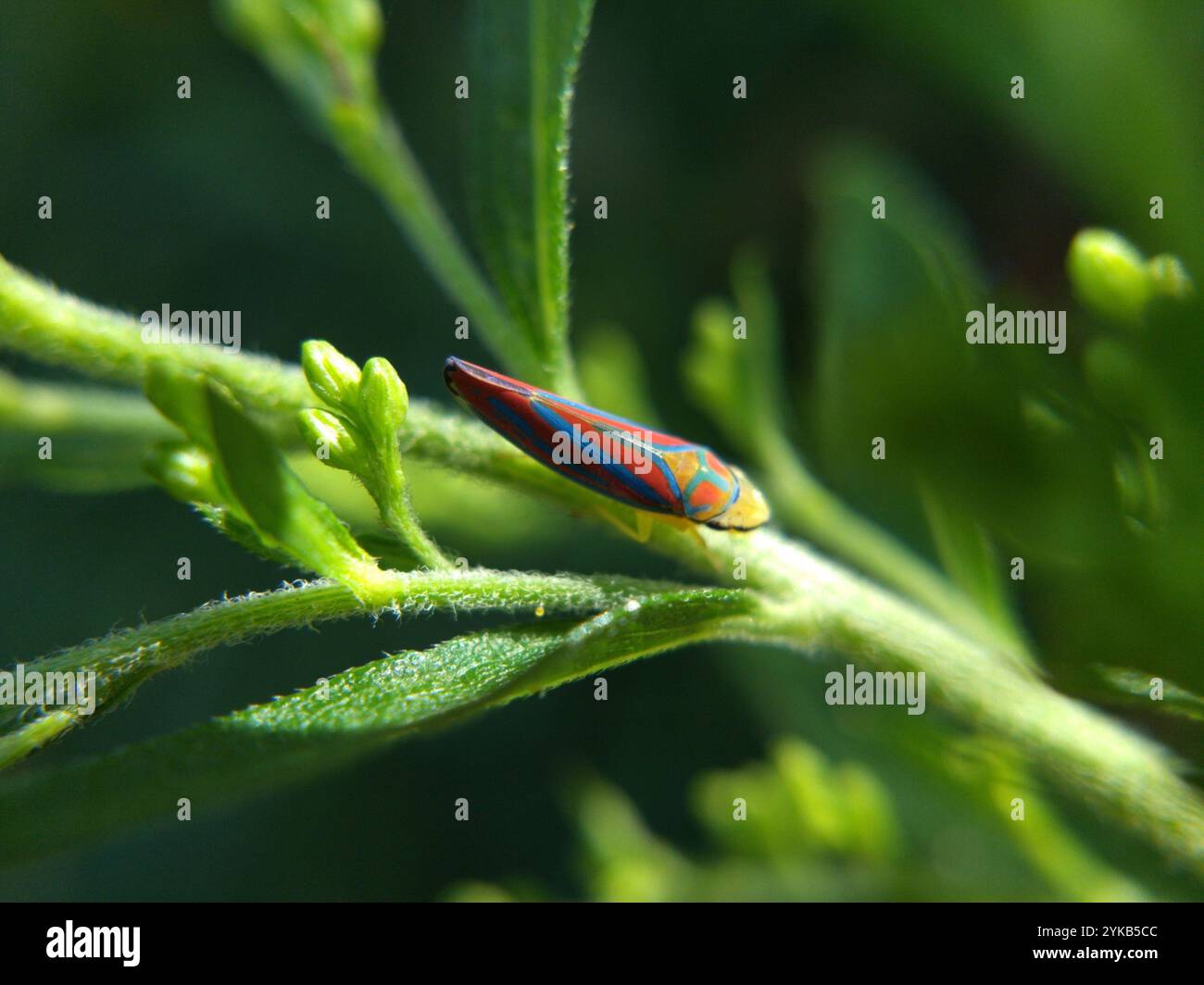 Red-banded Leafhopper (Graphocephala coccinea Stock Photo - Alamy