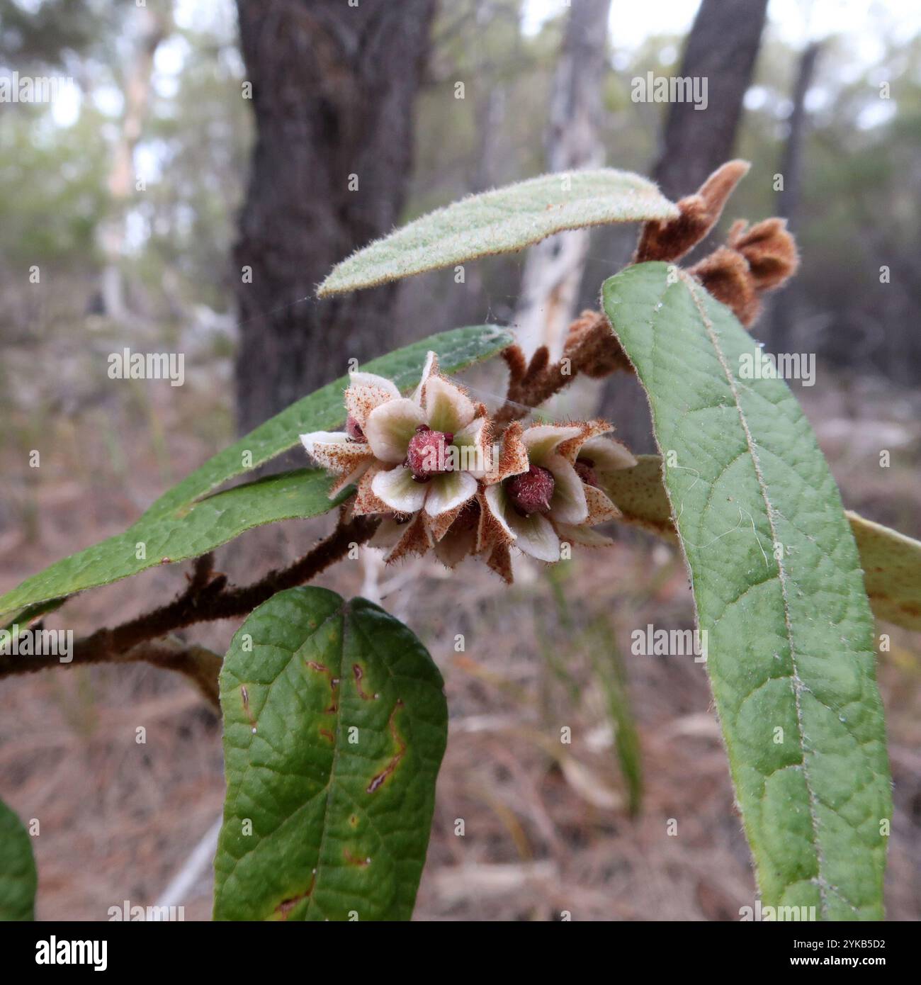 shrubby velvet-bush (Lasiopetalum macrophyllum Stock Photo - Alamy