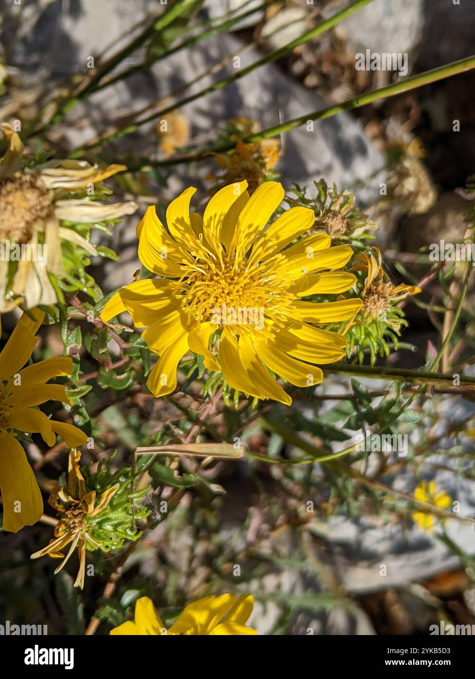 Grindelia squarrosa hi-res stock photography and images - Alamy