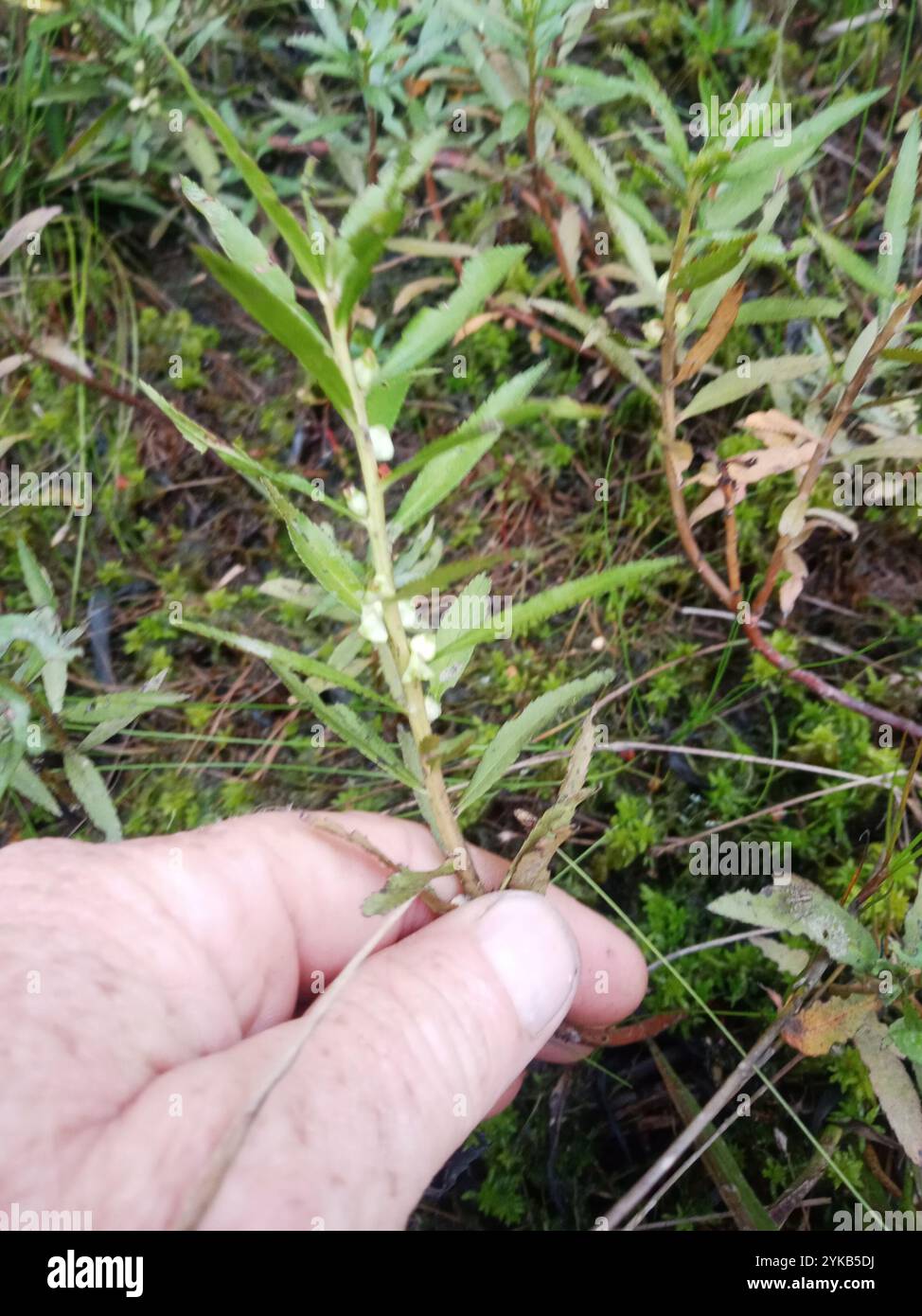 marsh mermaidweed (Proserpinaca palustris Stock Photo - Alamy