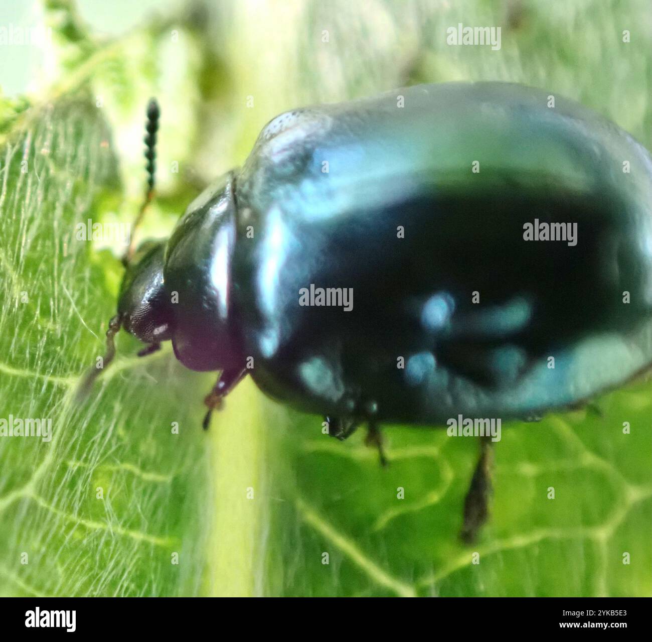 Willow Leaf Beetle (Plagiodera versicolora Stock Photo - Alamy