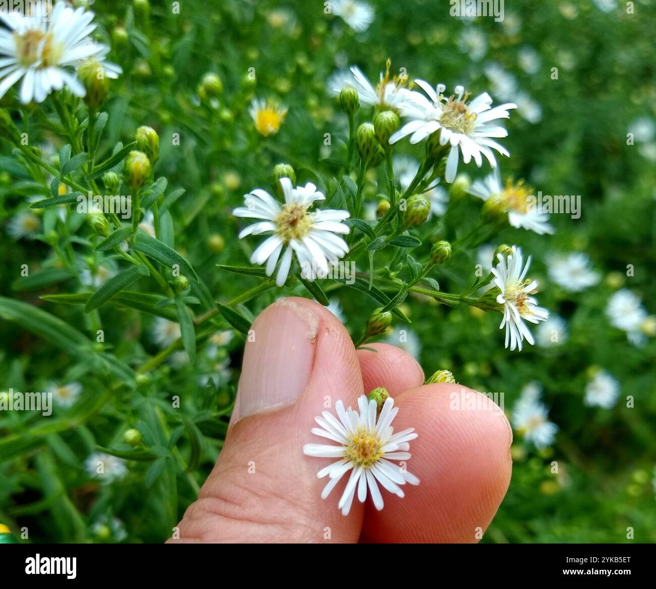 hairy white oldfield aster (Symphyotrichum pilosum Stock Photo - Alamy