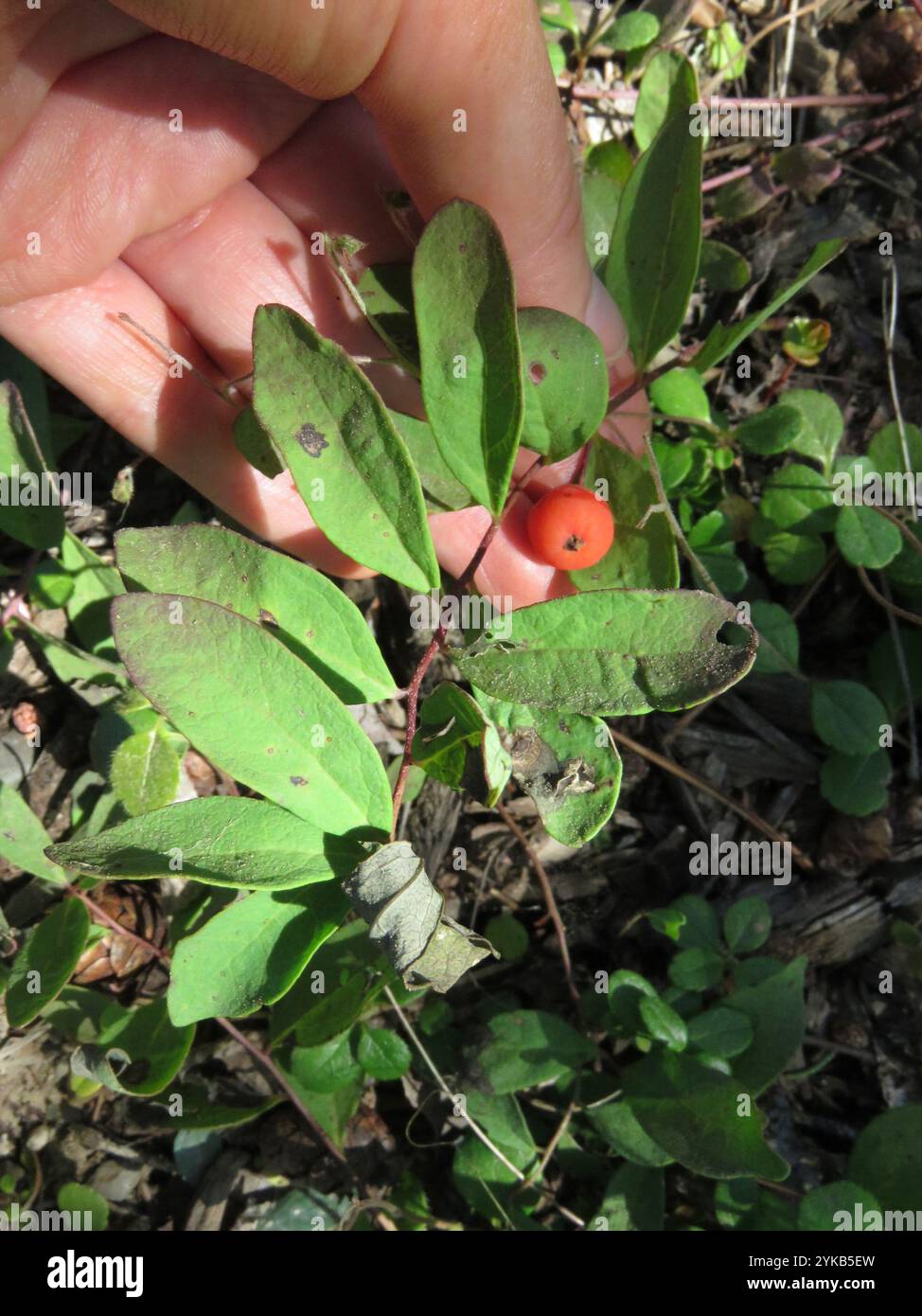 Northern Comandra (Geocaulon lividum Stock Photo - Alamy