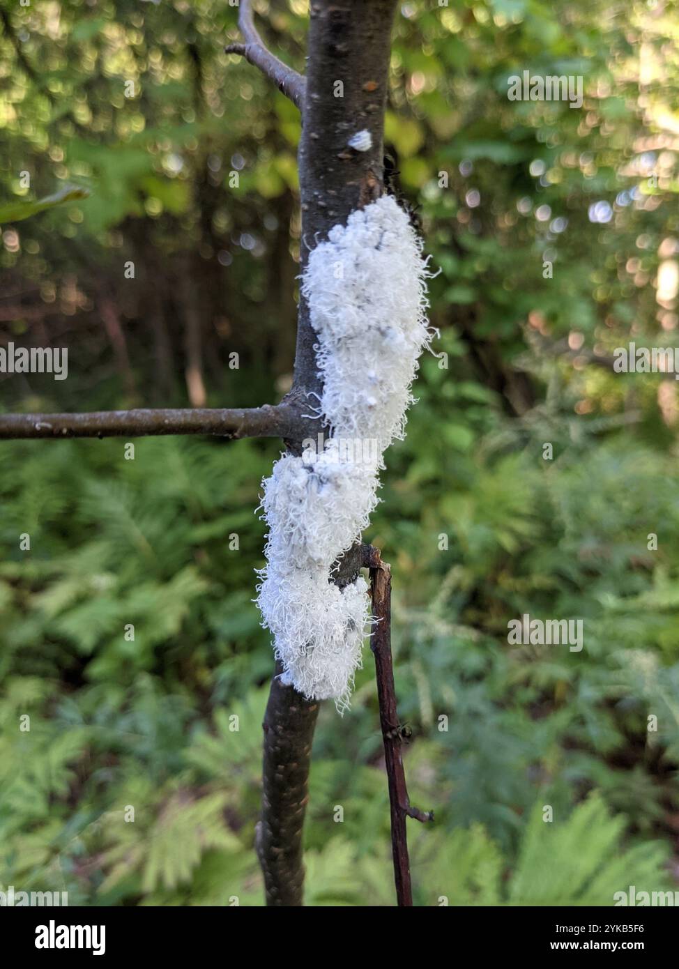 Woolly Alder Aphid (Prociphilus tessellatus Stock Photo - Alamy