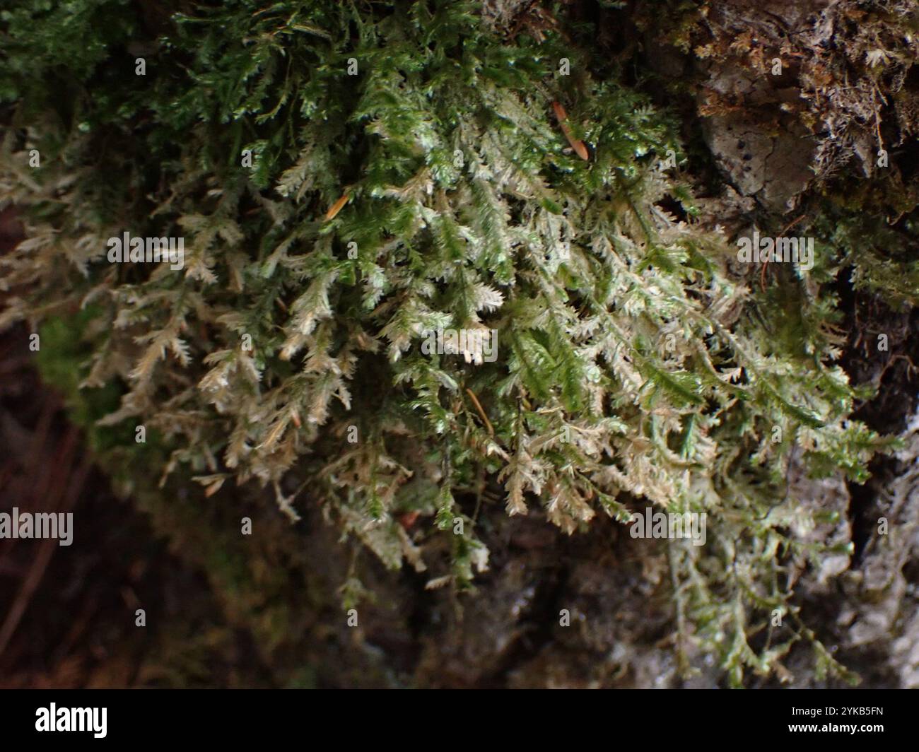 shingle moss (Neckera pennata Stock Photo - Alamy