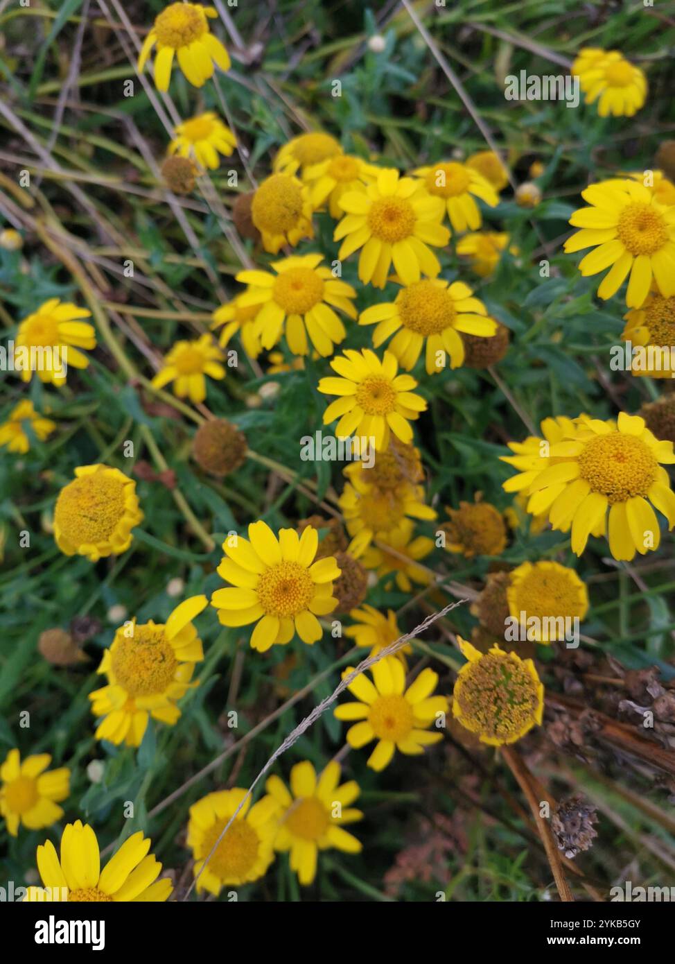 Corn Marigold (Glebionis segetum Stock Photo - Alamy