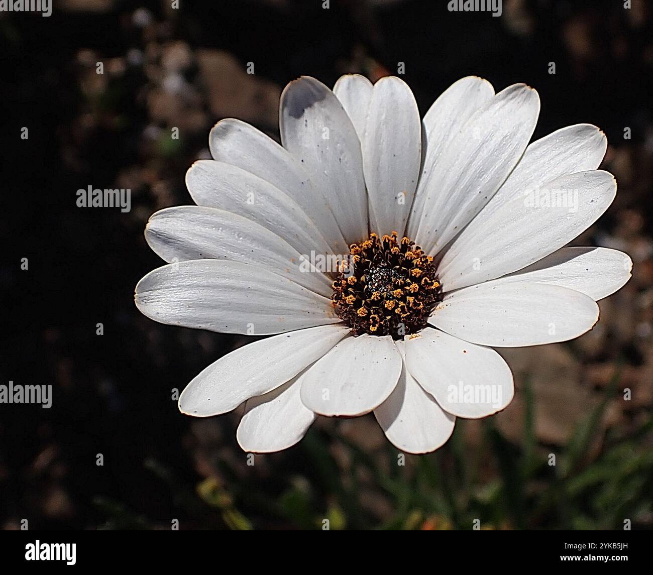 African oxeye (Dimorphotheca nudicaulis Stock Photo - Alamy