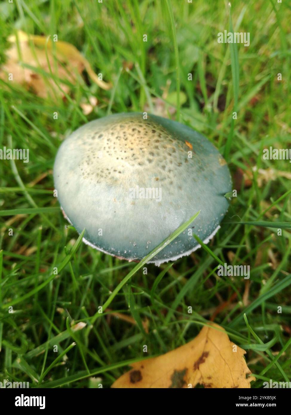 Verdigris Agaric (Stropharia aeruginosa Stock Photo - Alamy